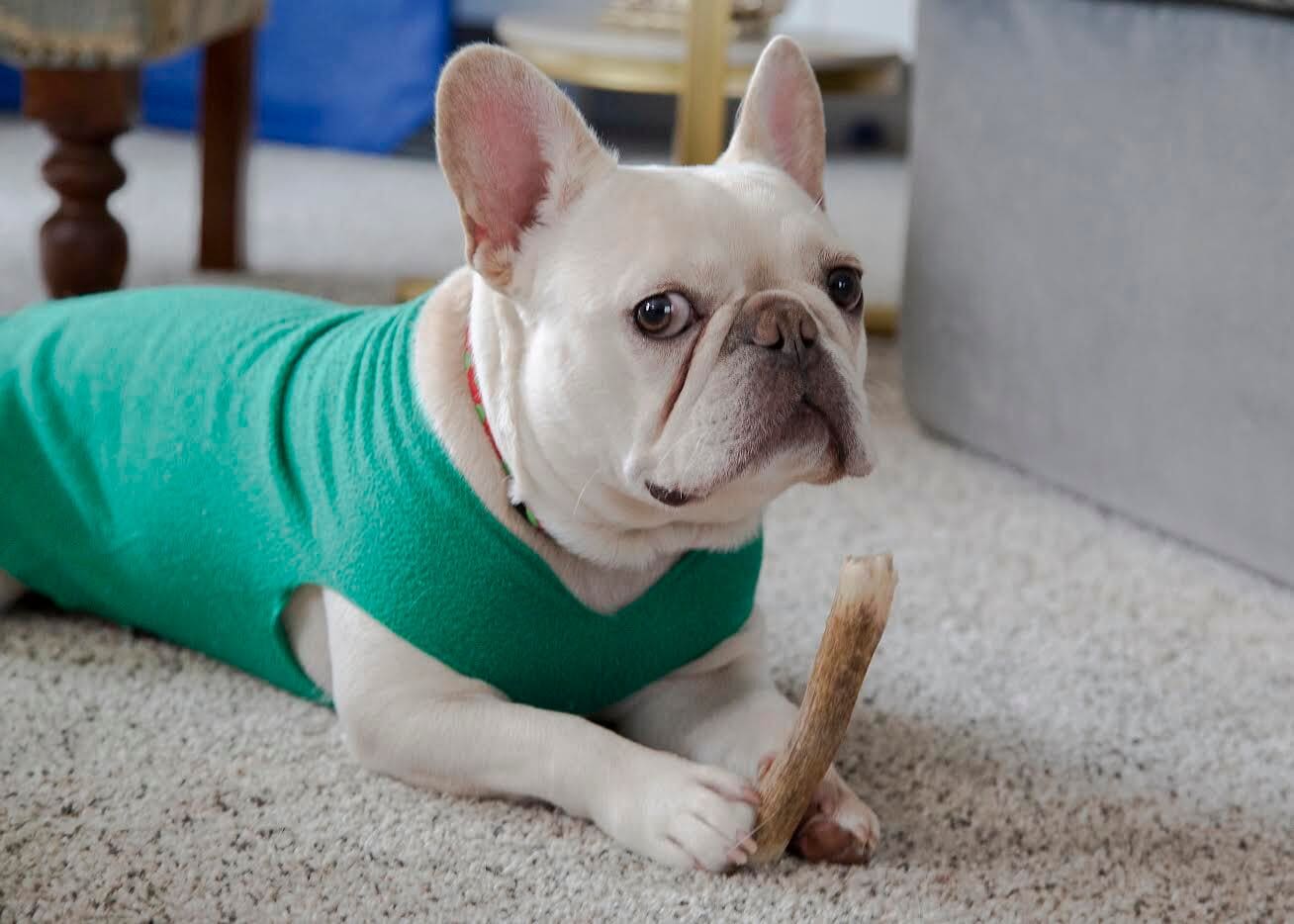 Meet Juju the Office Dog | Dr. Susan Marra - Seattle, WA